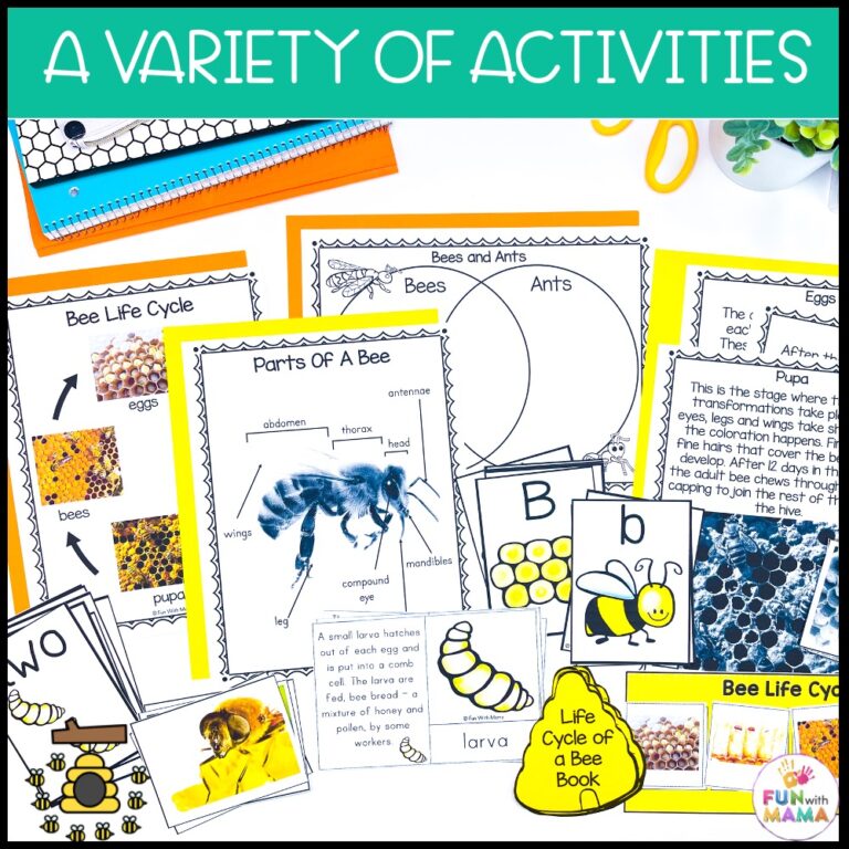 Bee Theme Bee Life Cycle + Insect Science