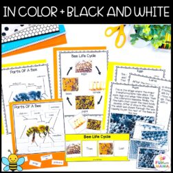 Bee Theme Bee Life Cycle + Insect Science