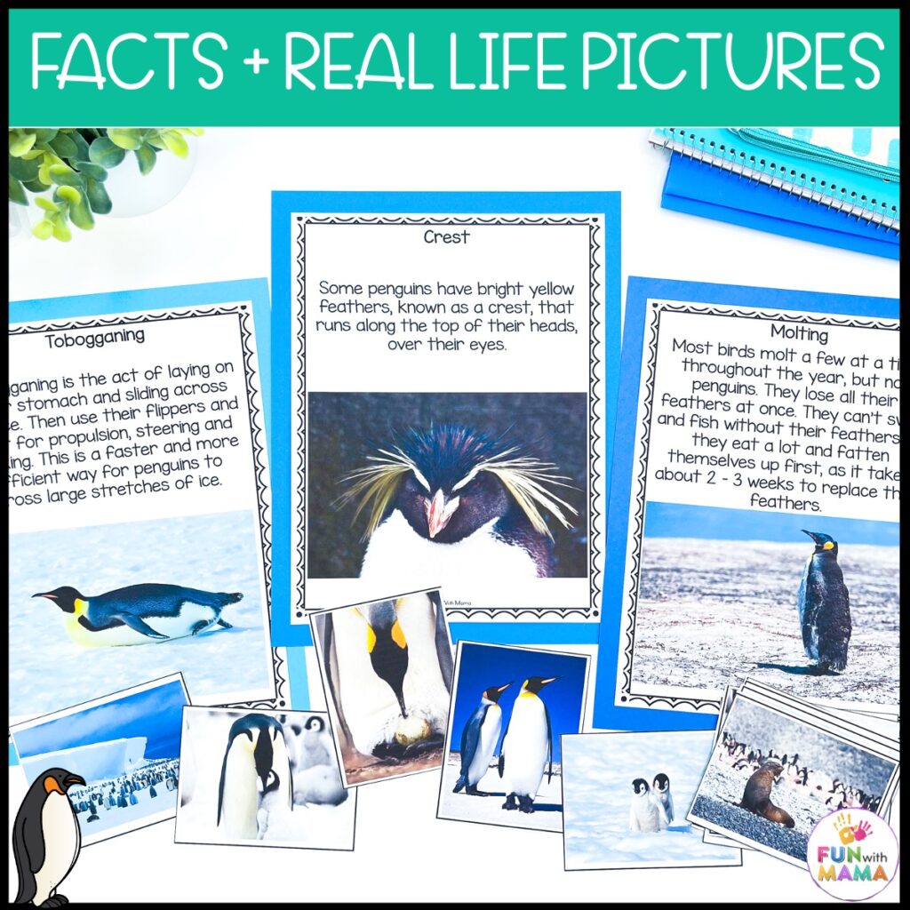 Penguin Science Life Cycle and Penguin Activities