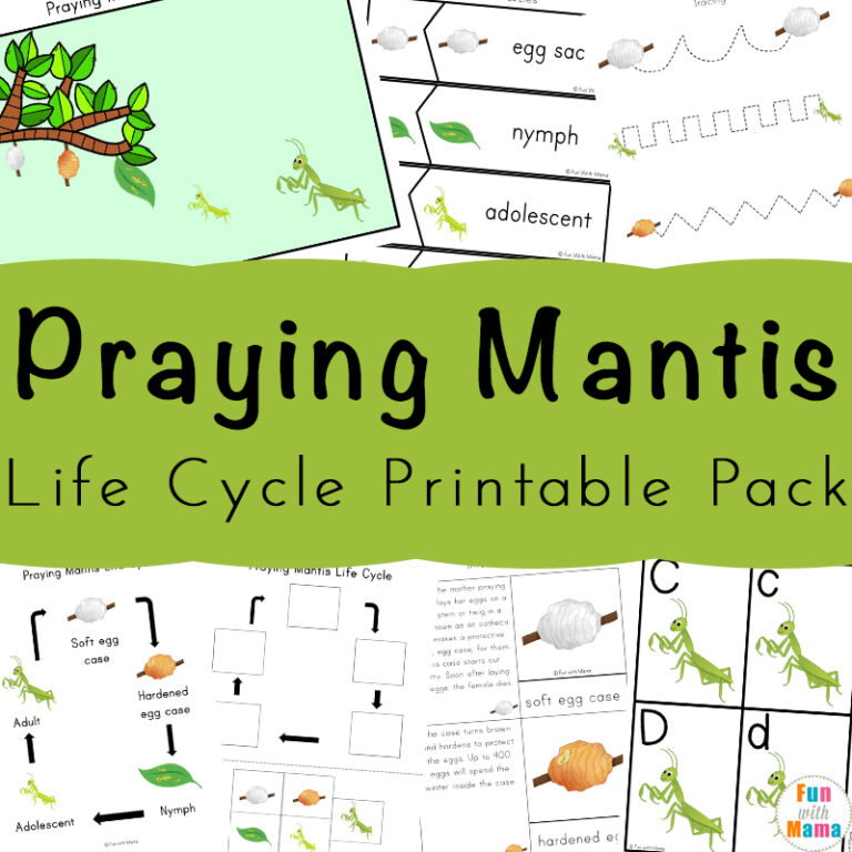 Praying Mantis Life Cycle