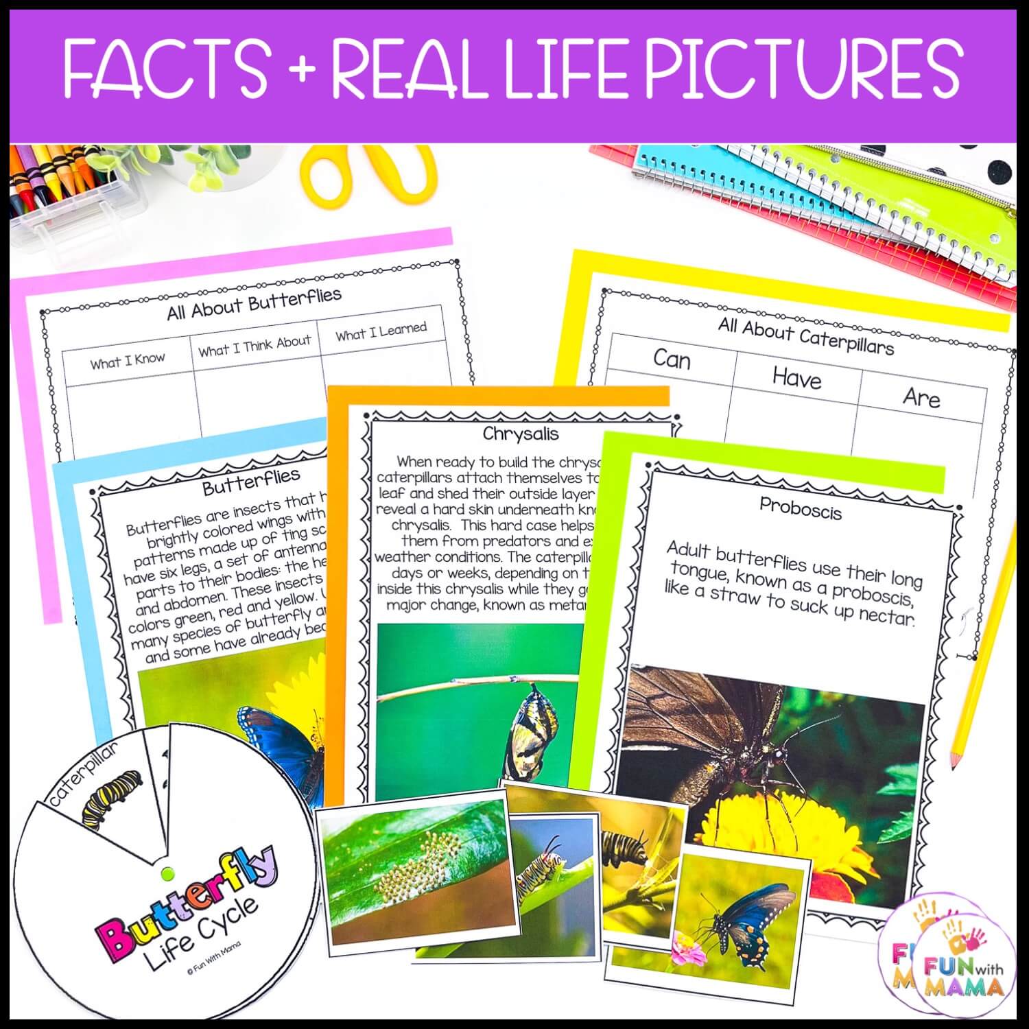 Butterfly Life Cycle + Insect Study