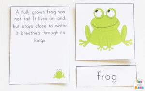 Frog Learning Pack